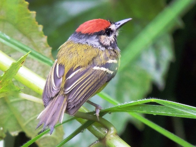 Photos - Rufous-crowned Tody-Flycatcher - Poecilotriccus ruficeps ...
