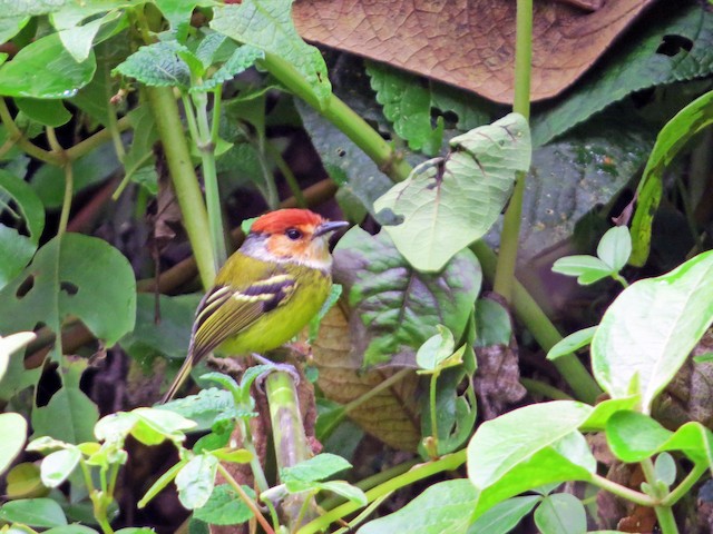 Photos - Rufous-crowned Tody-Flycatcher - Poecilotriccus ruficeps ...