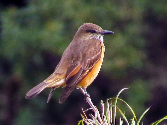 Photos - Streak-throated Bush-Tyrant - Myiotheretes striaticollis ...