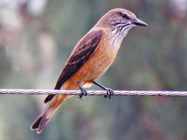 Photos - Streak-throated Bush-Tyrant - Myiotheretes striaticollis ...