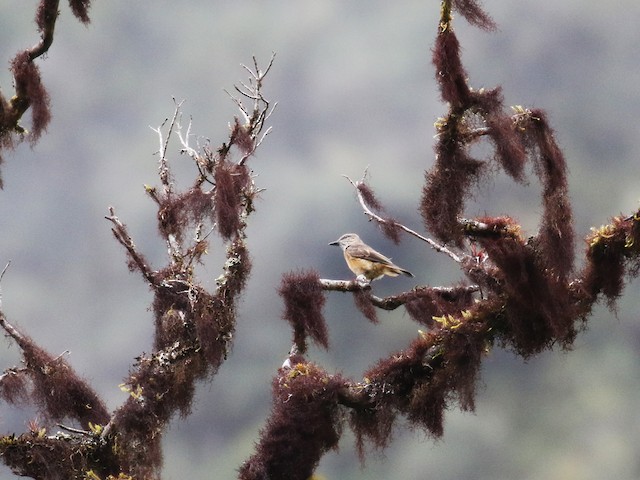 Photos - Streak-throated Bush-Tyrant - Myiotheretes striaticollis ...