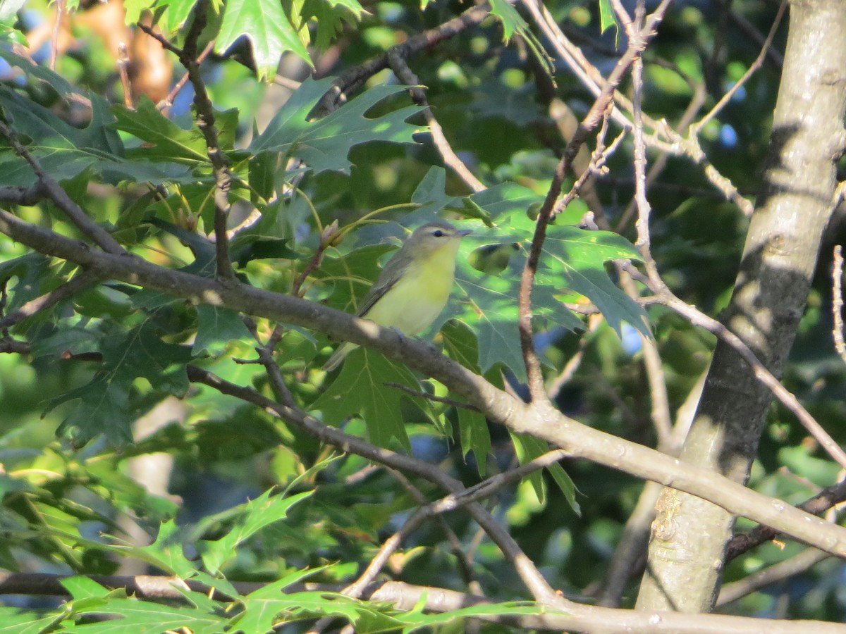 eBird Checklist - 22 Sep 2017 - Garret Mountain Reservation (Park) - 63 ...