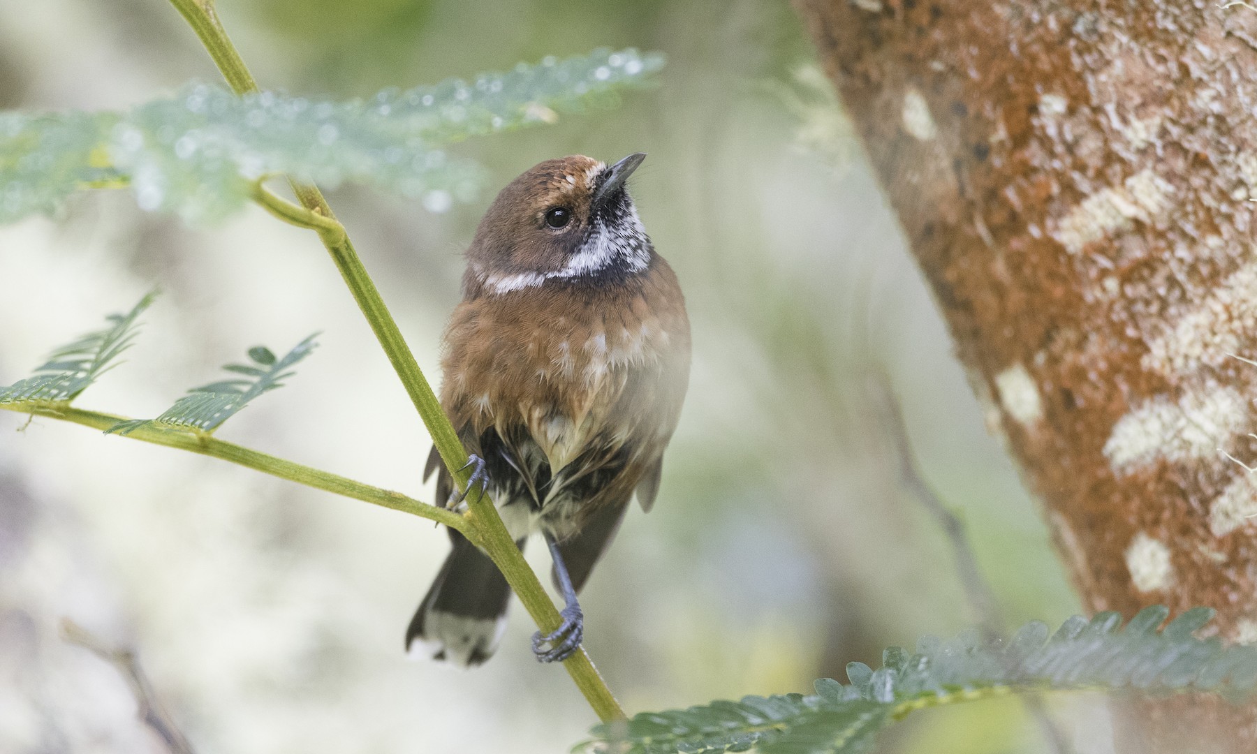 Hawaii Elepaio (Hilo coast) - eBird