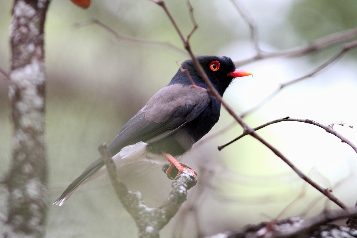 Retz's Helmetshrike - Prionops retzii - Birds of the World