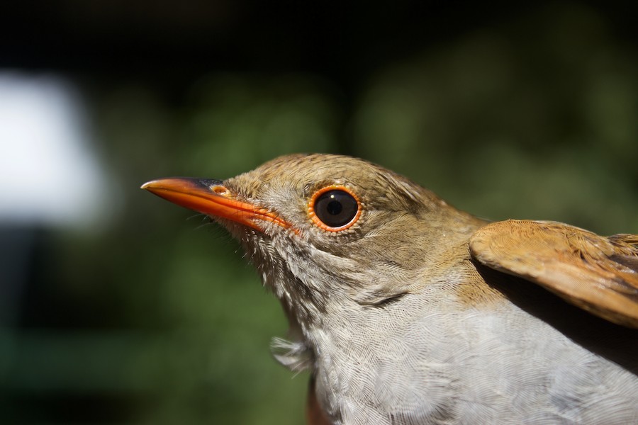 Orange-billed Nightingale-Thrush (Brown-headed) - eBird