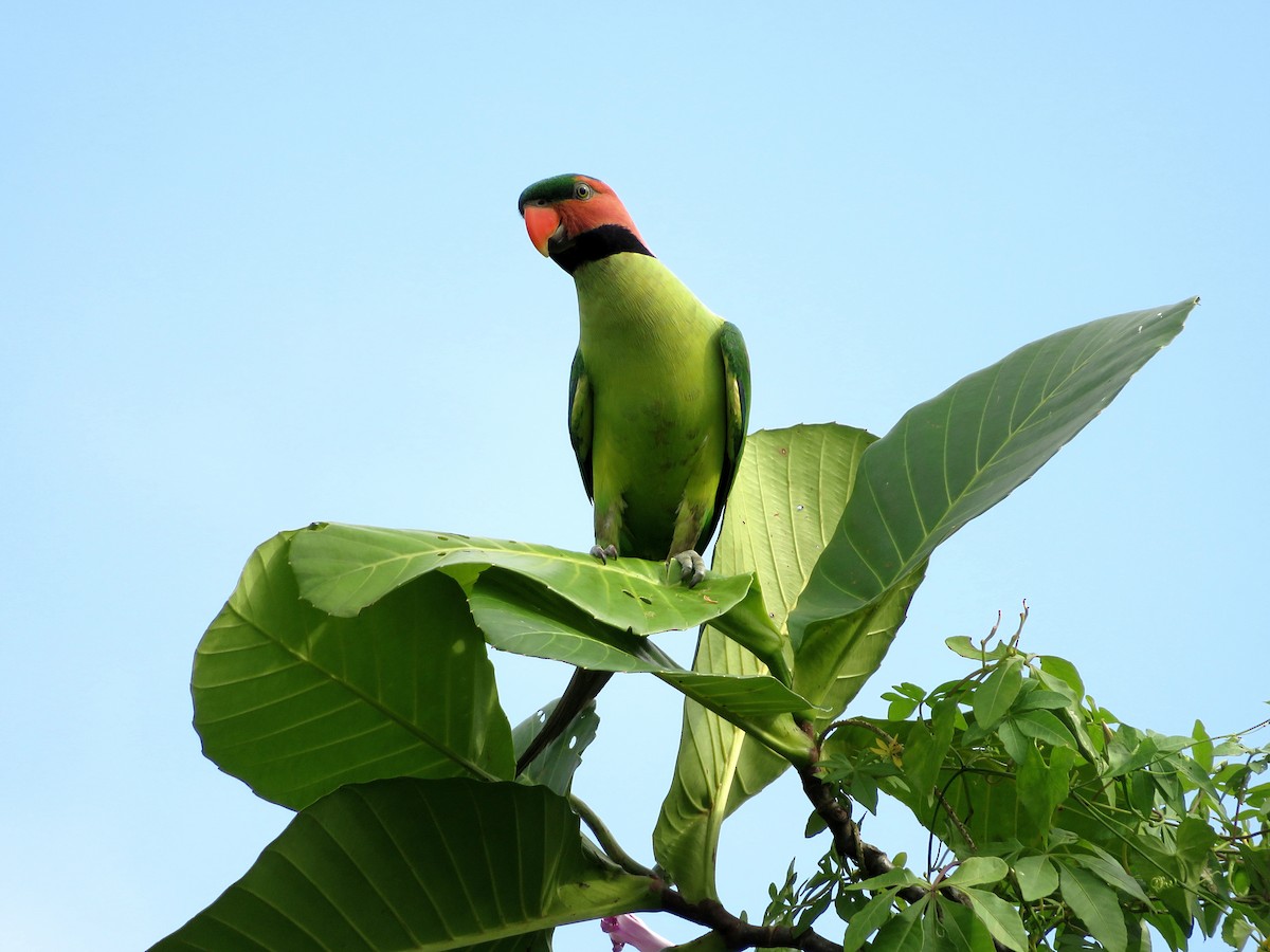Psittacula sp. - eBird