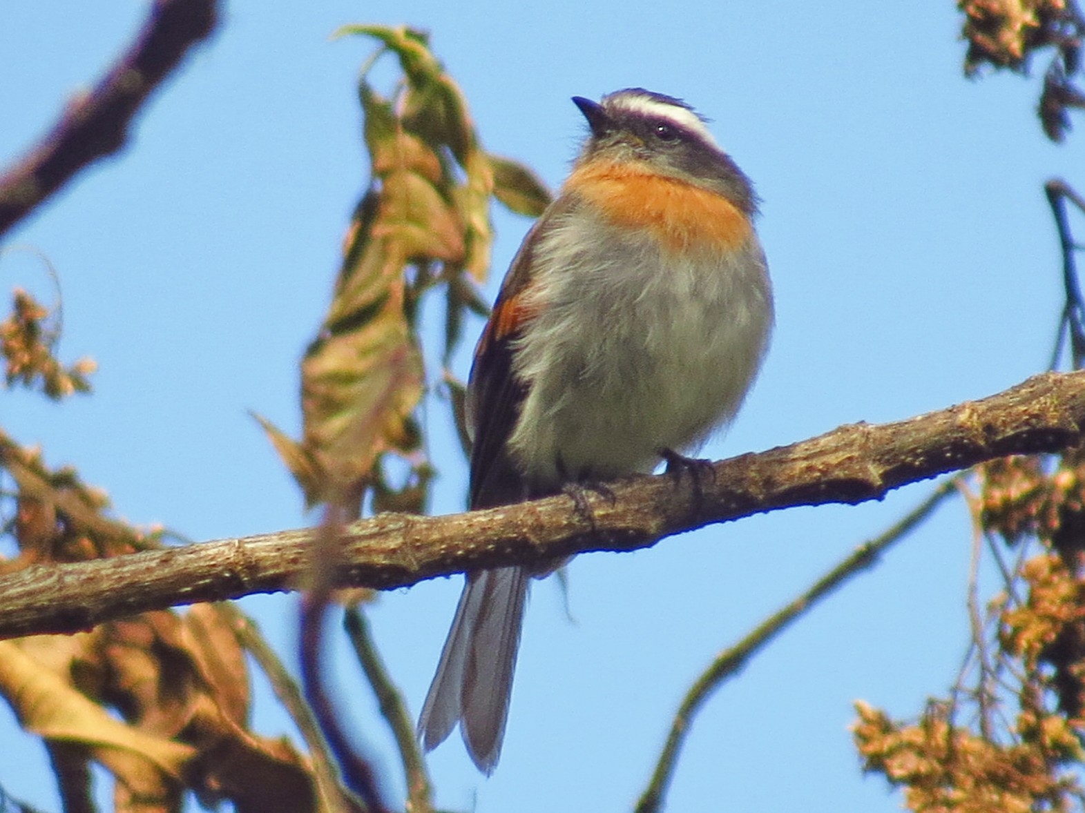 Rufous-breasted Chat-Tyrant - eBird