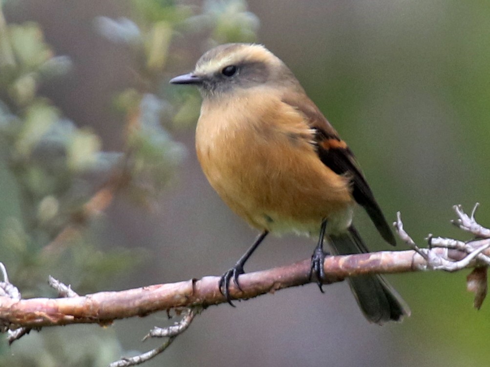 Brown-backed Chat-Tyrant - eBird