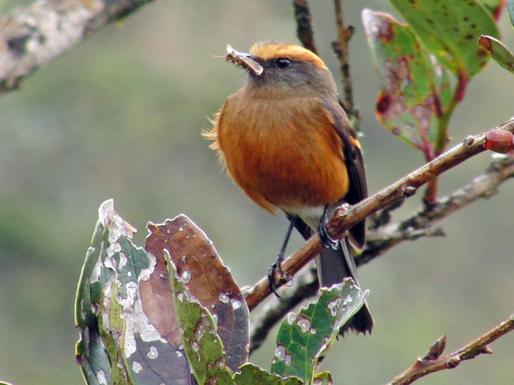 Rufous-browed Chat-Tyrant - eBird