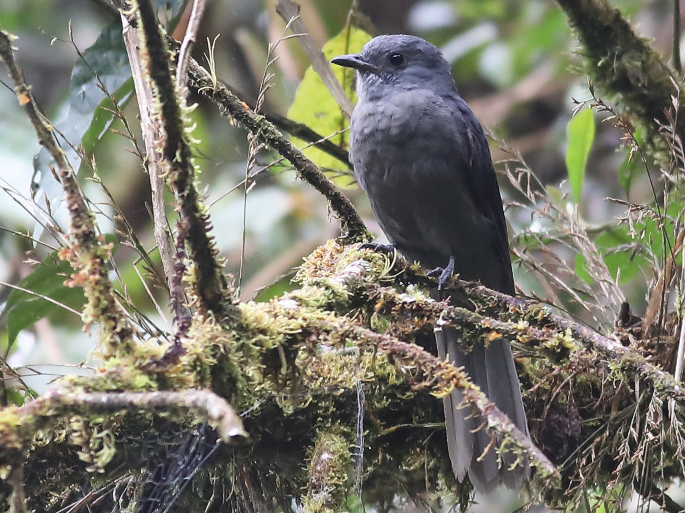 Dusky Piha - eBird