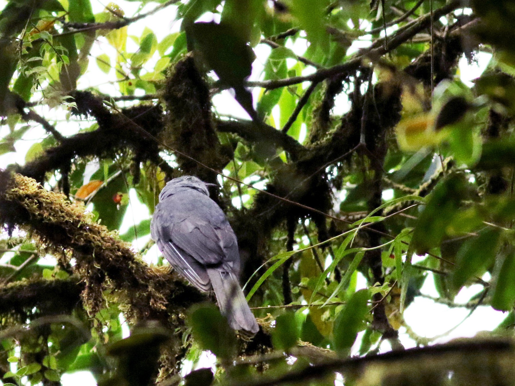 Dusky Piha - eBird