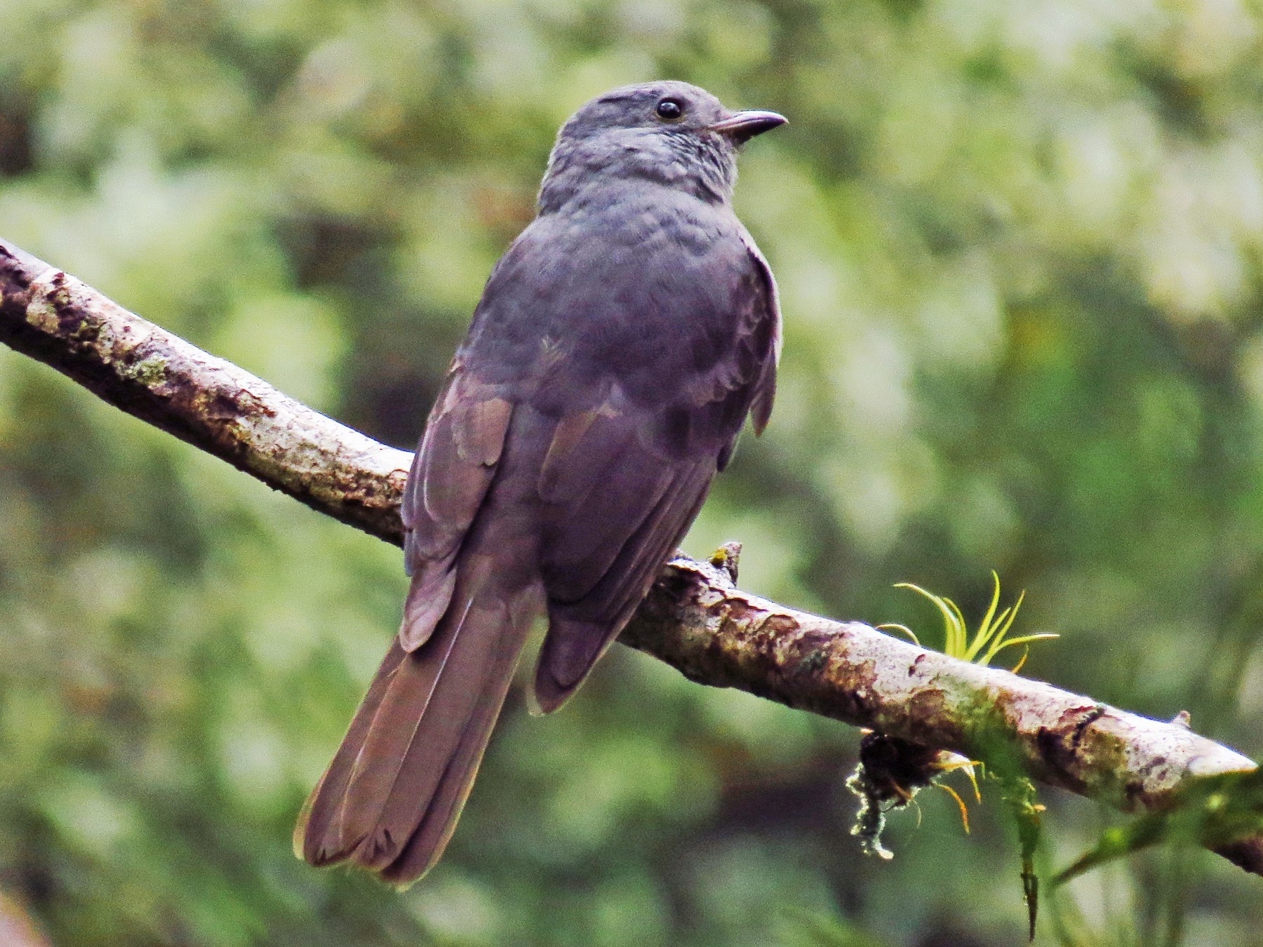 Dusky Piha - eBird