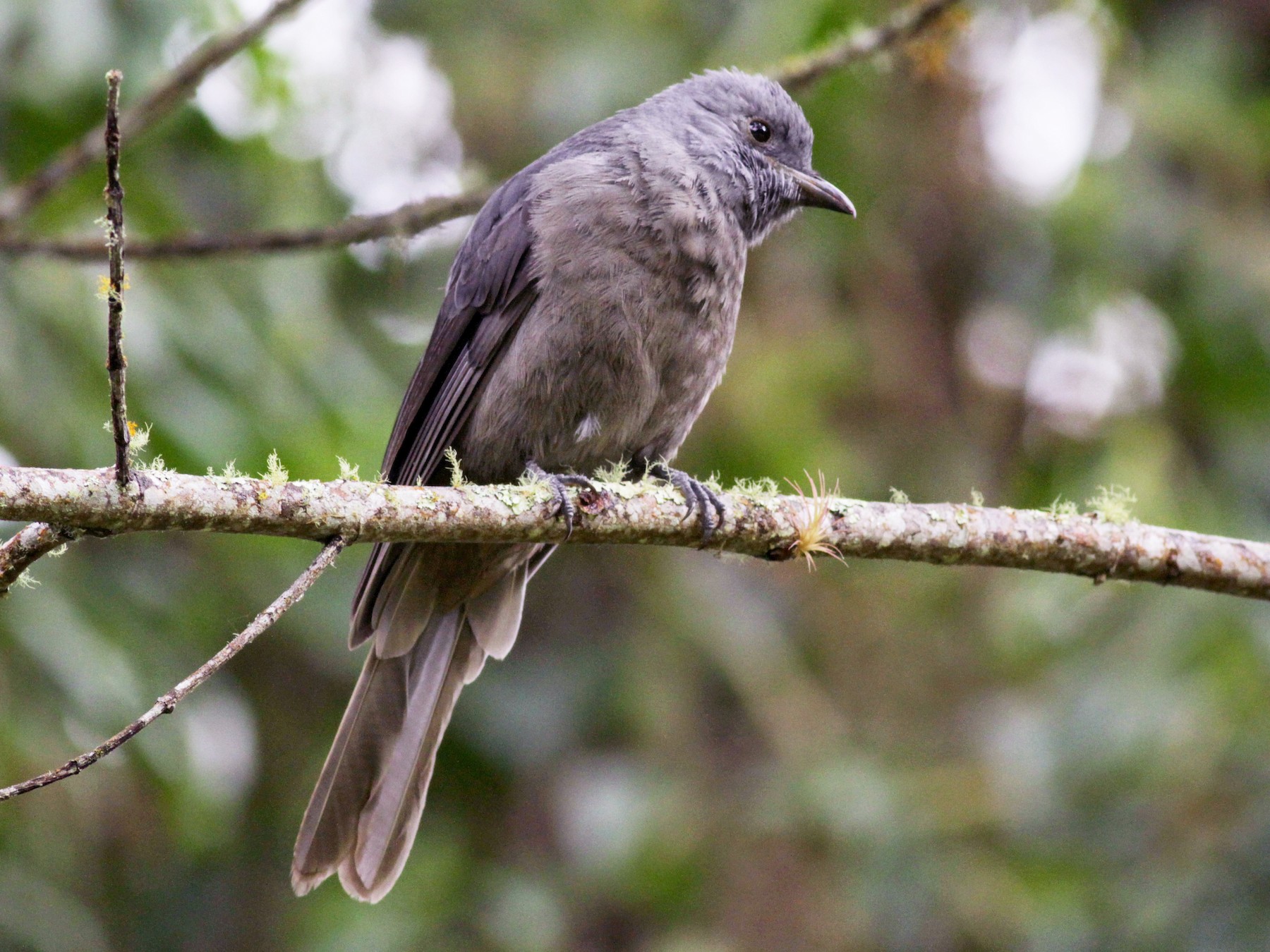 Dusky Piha - eBird
