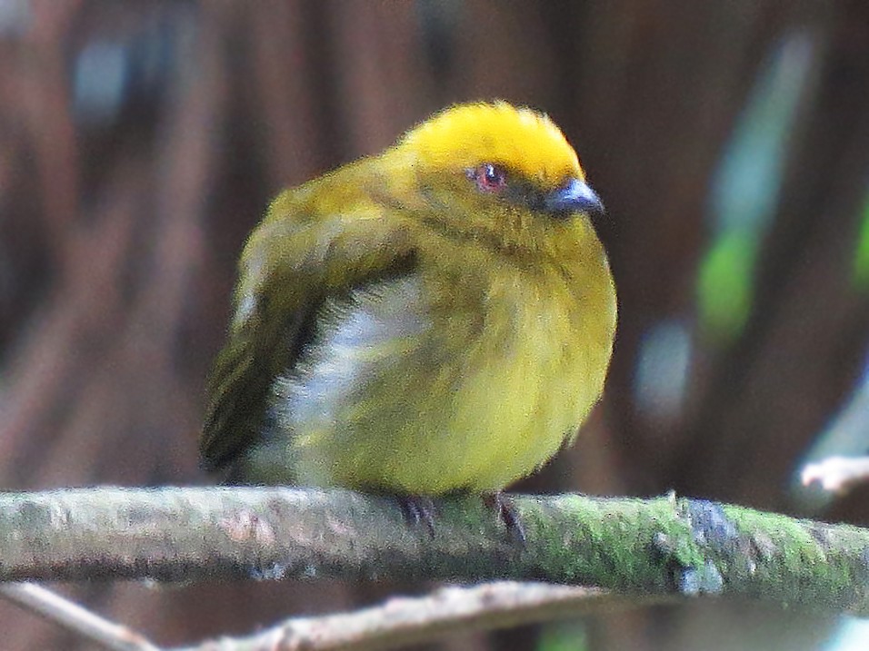 Yellow-headed Manakin - eBird