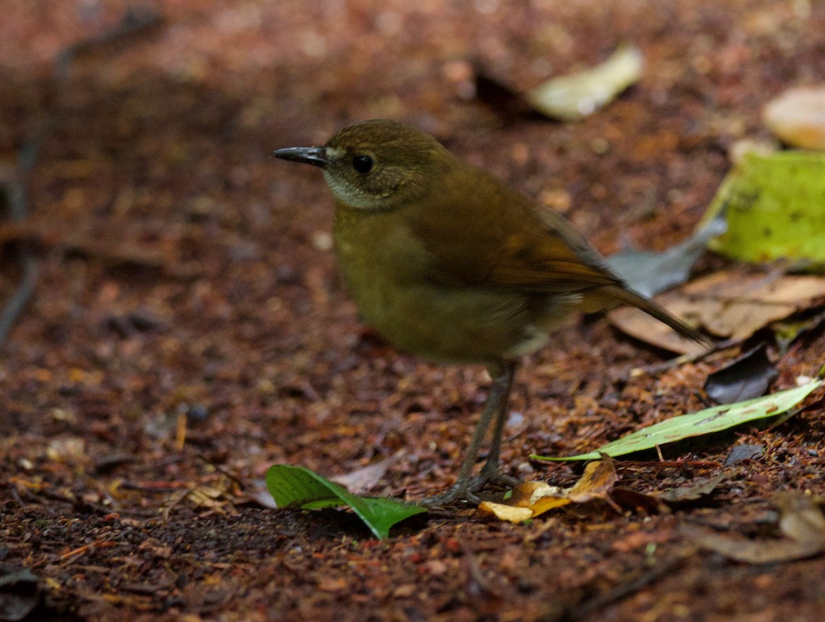 Lesser Ground-Robin - Amalocichla incerta - Birds of the World