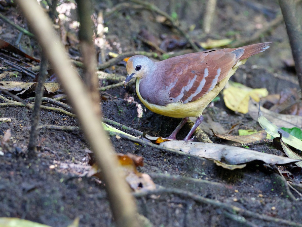 Cinnamon Ground Dove - Gallicolumba rufigula - Birds of the World