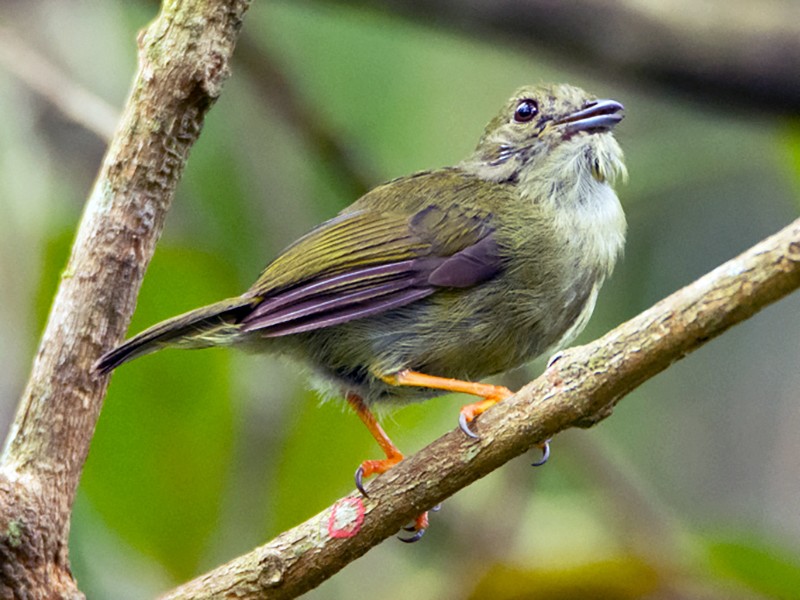 White-bearded Manakin - eBird