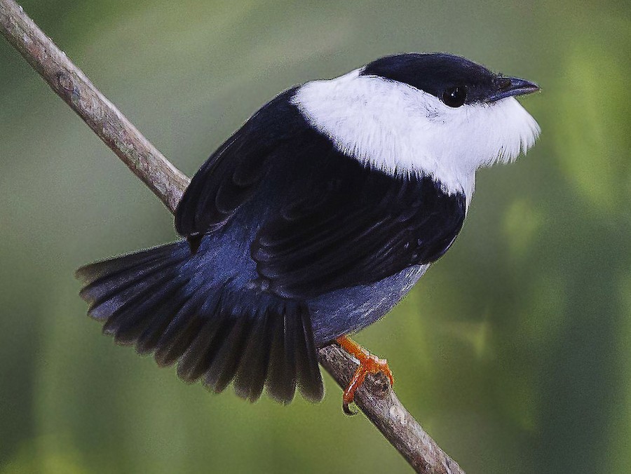White-bearded Manakin - eBird