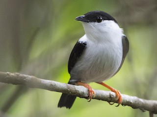 White-bearded Manakin - eBird