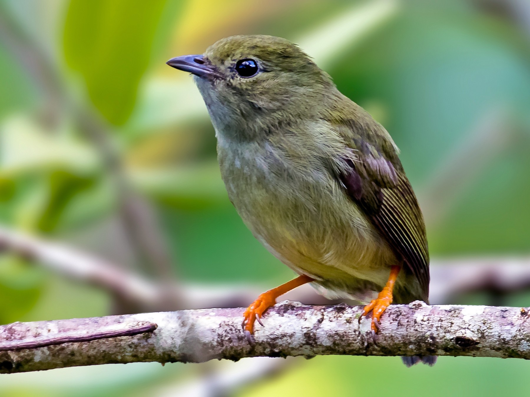 White-bearded Manakin - eBird
