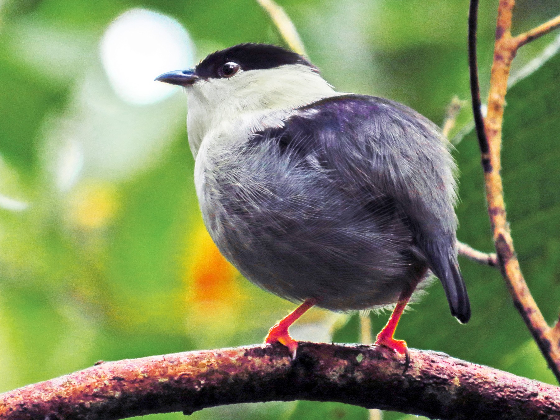 White-bearded Manakin - eBird