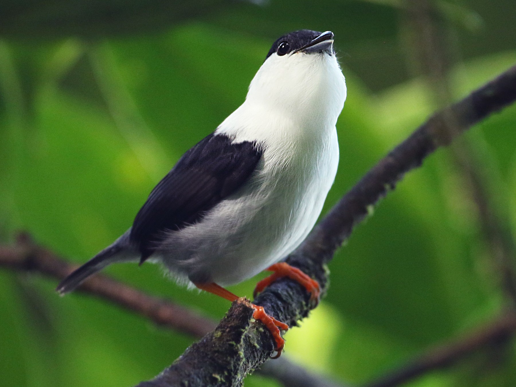 White-bearded Manakin - eBird
