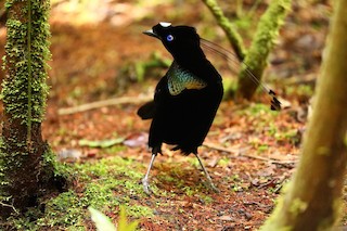 Western Parotia - Parotia sefilata - Birds of the World