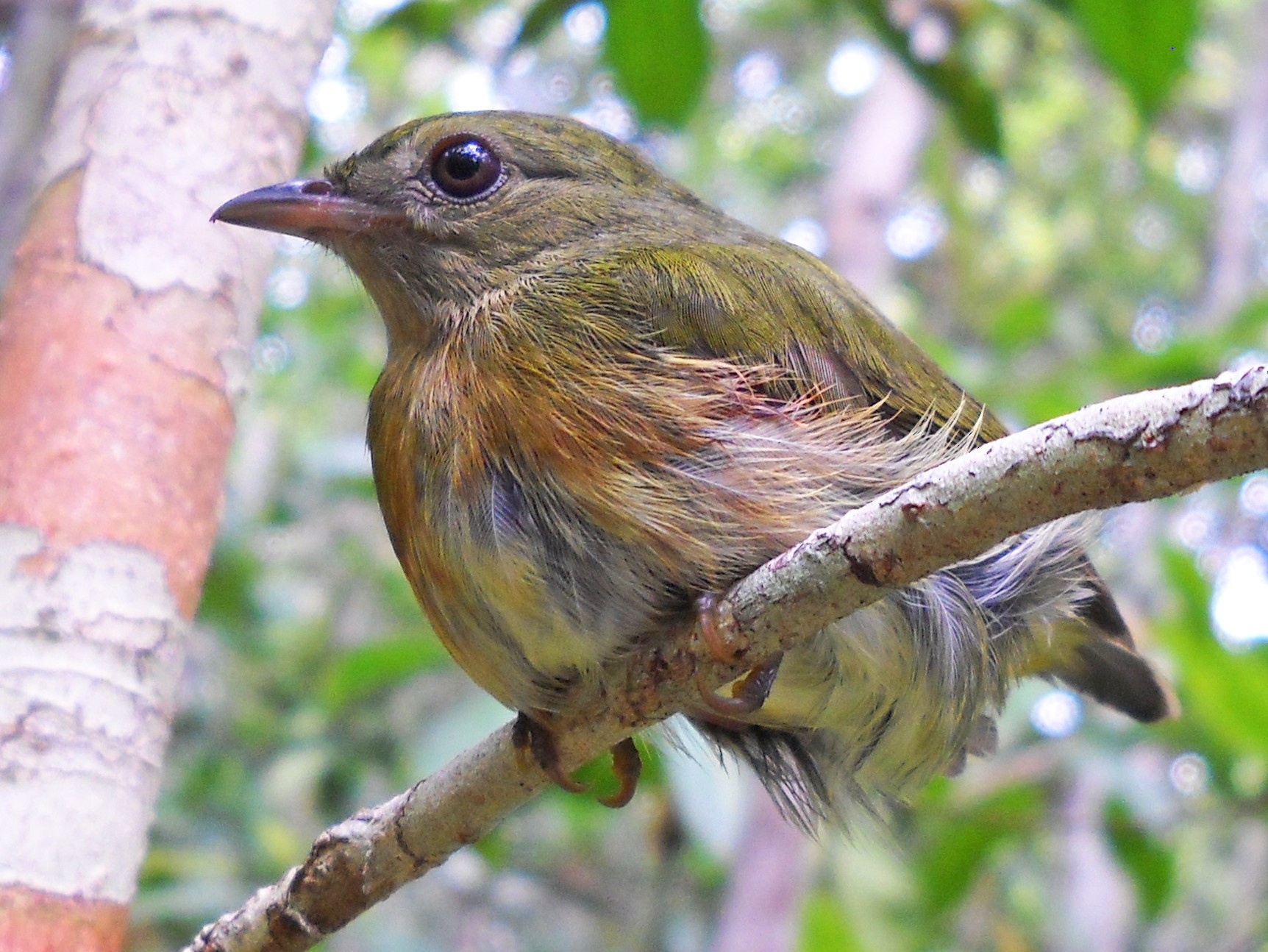 Striolated Manakin - eBird