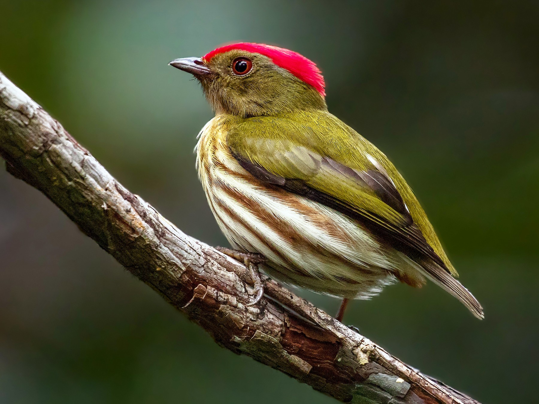 Kinglet Manakin - eBird