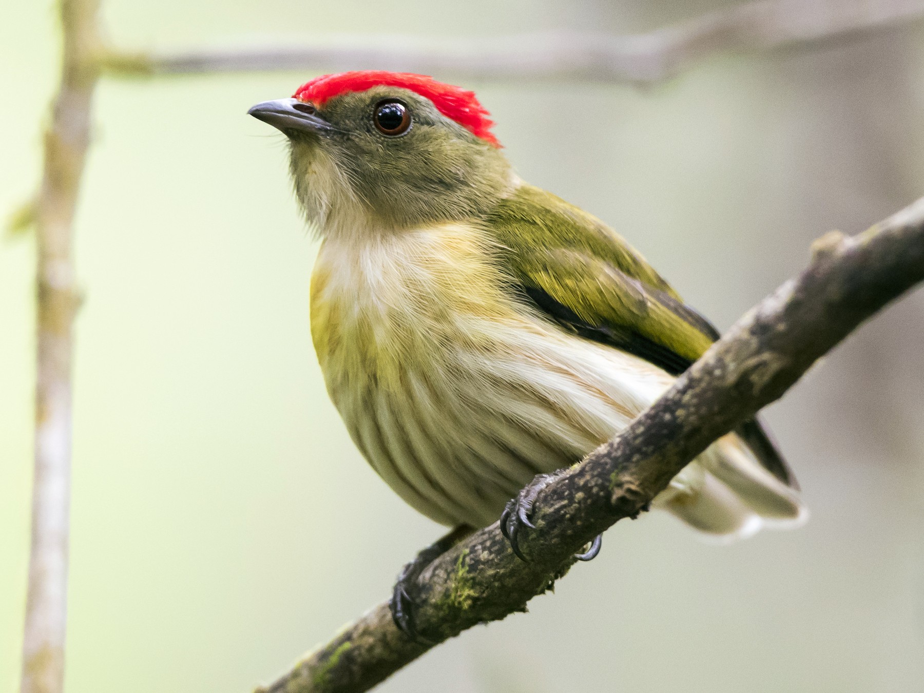 Kinglet Manakin - eBird