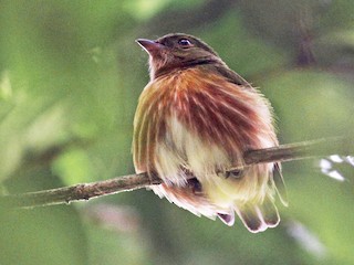 Striolated Manakin - eBird
