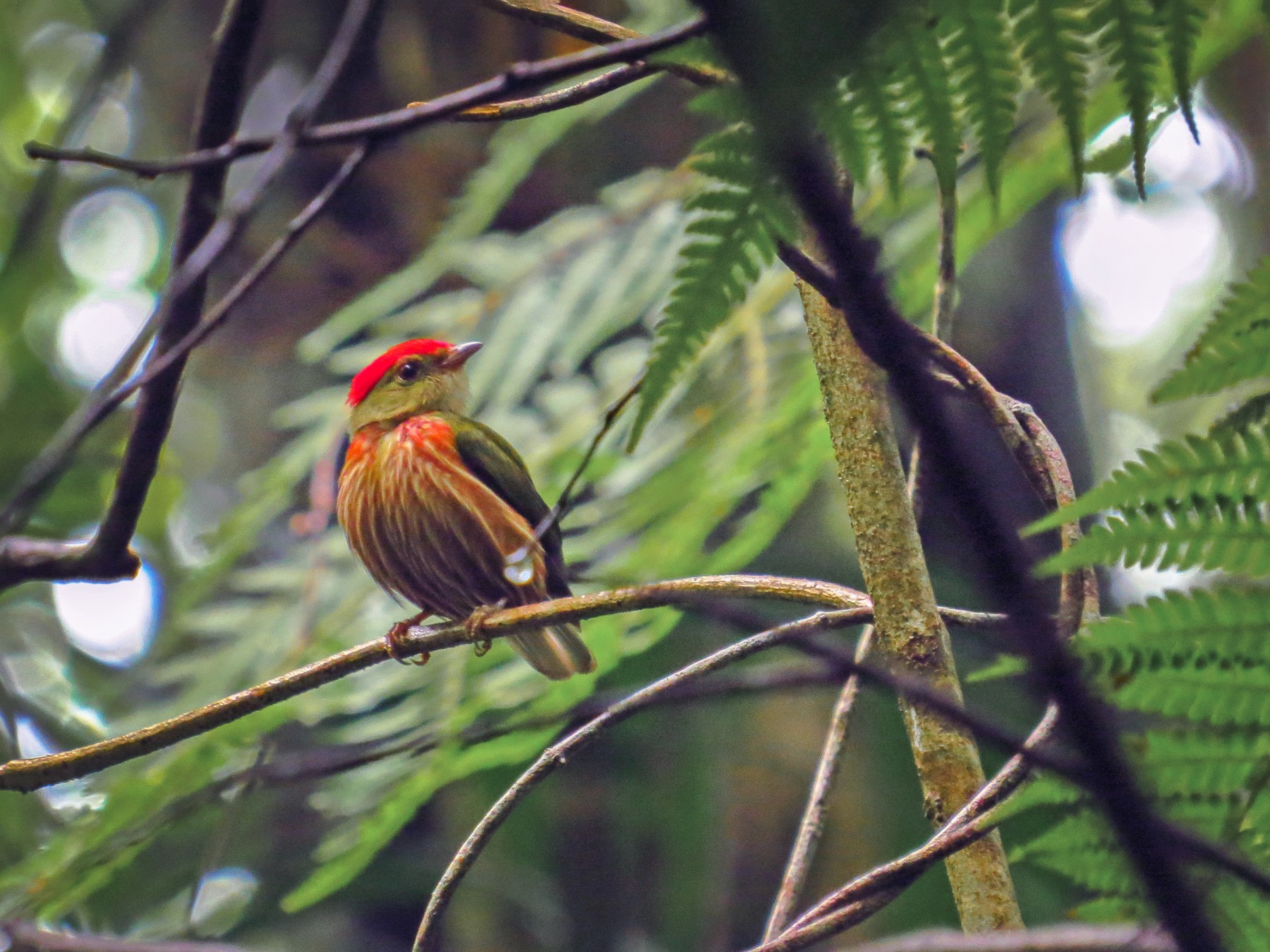 Striolated Manakin - eBird