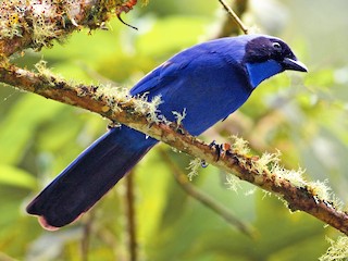 Black-collared Jay - eBird