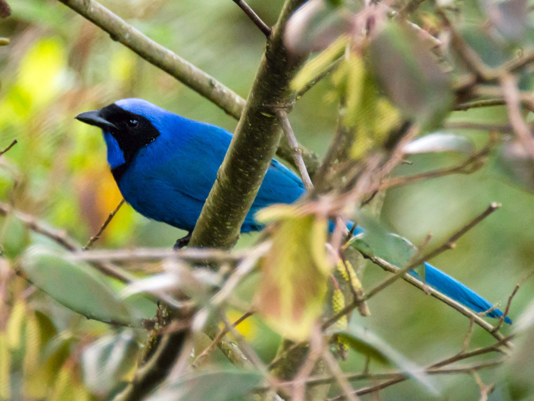 Black-collared Jay - eBird