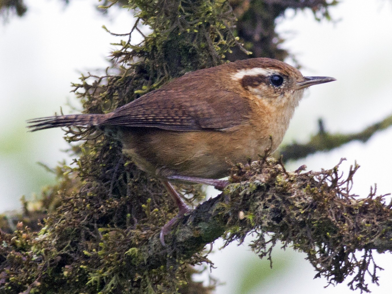 Mountain Wren - eBird