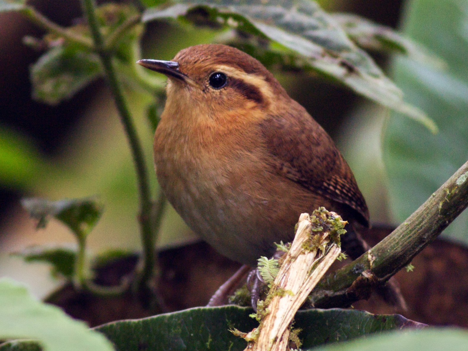 Mountain Wren - eBird