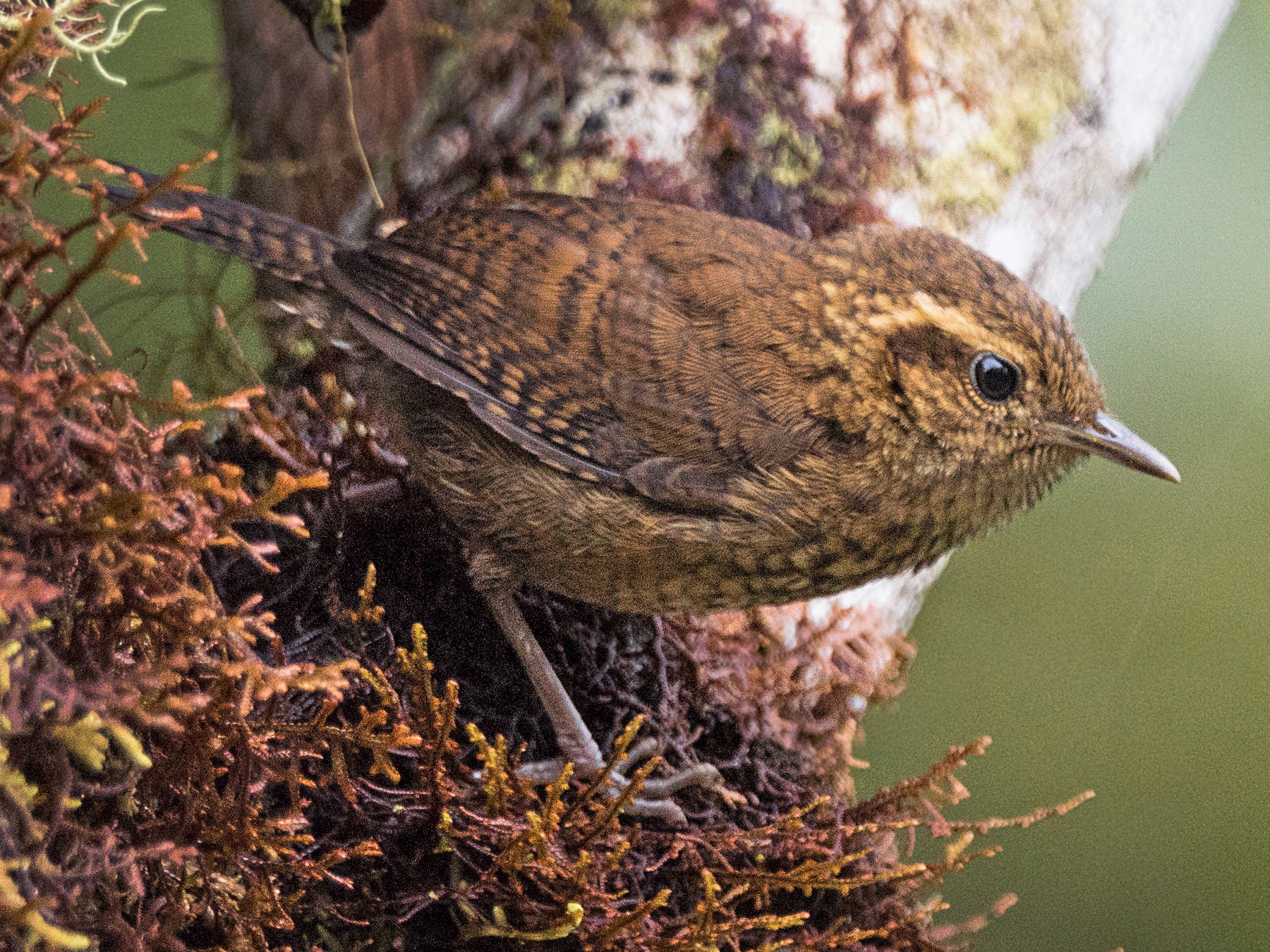Mountain Wren - eBird