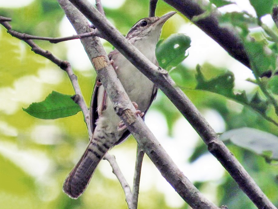Antioquia Wren - Thryophilus sernai - Birds of the World