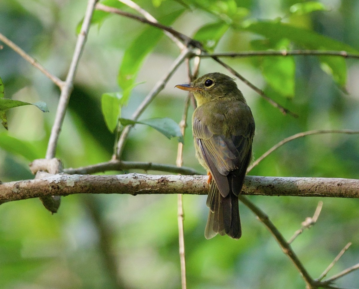 Olive Flyrobin - Kempiella flavovirescens - Birds of the World