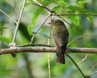 Olive Flyrobin - Kempiella flavovirescens - Birds of the World