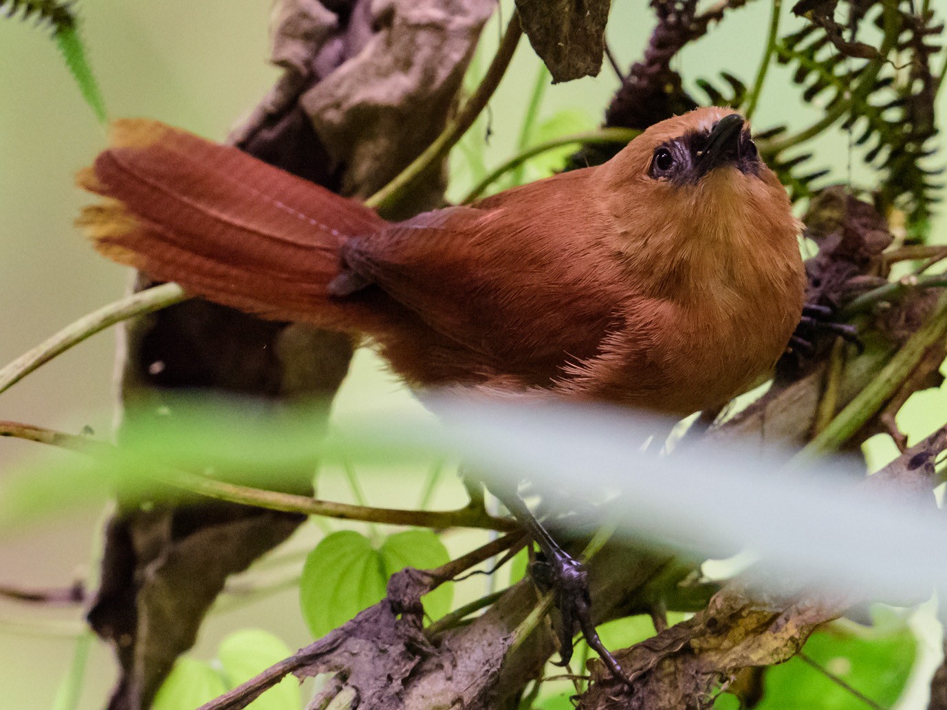 Rufous Wren - eBird