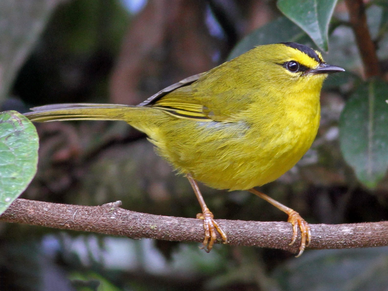 Black-crested Warbler - eBird