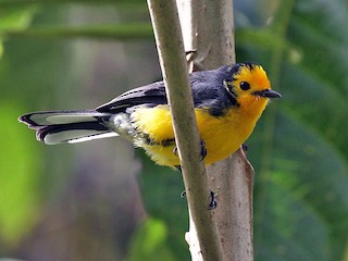 Golden-fronted Redstart - eBird