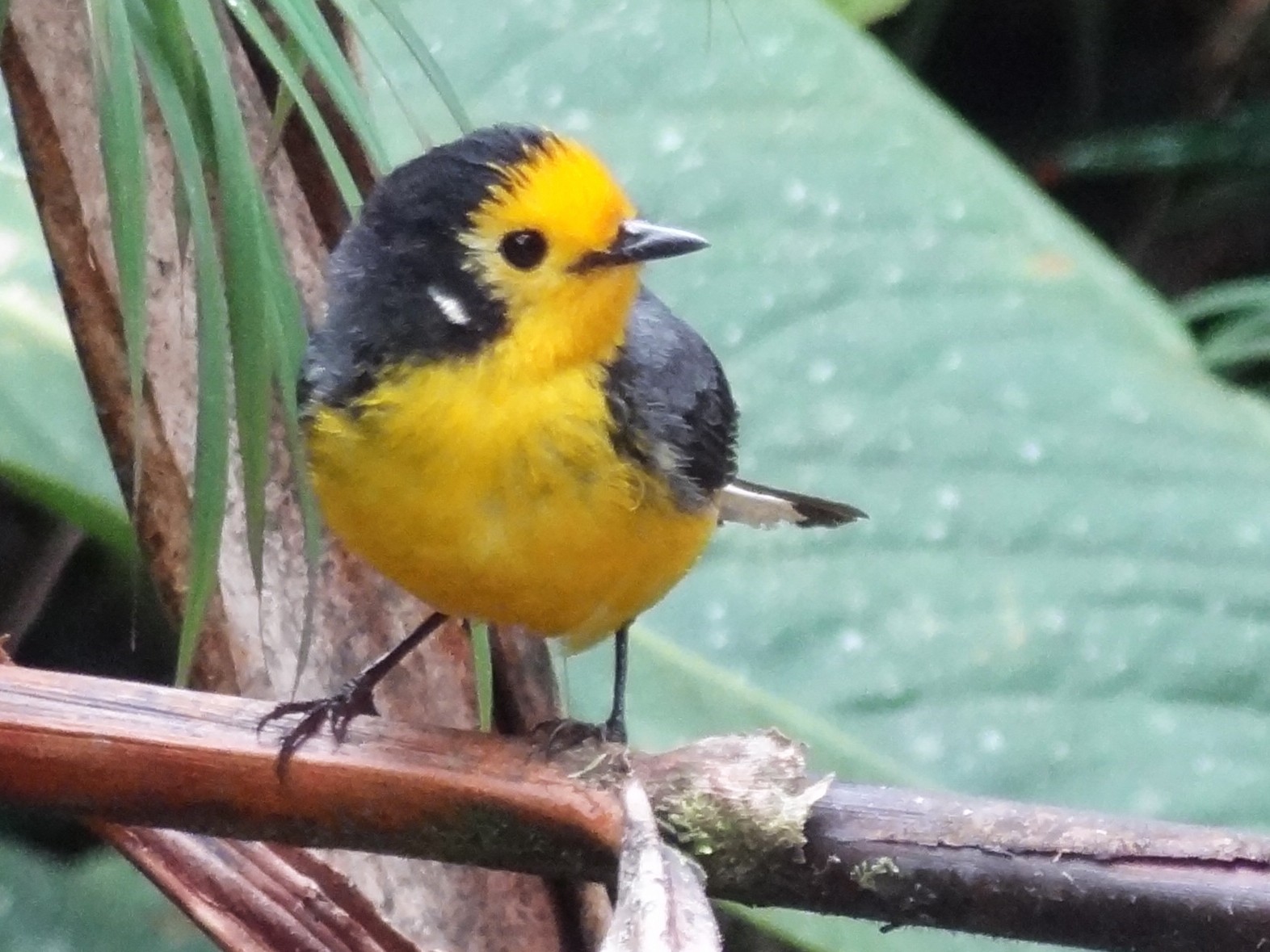 Golden-fronted Redstart - eBird