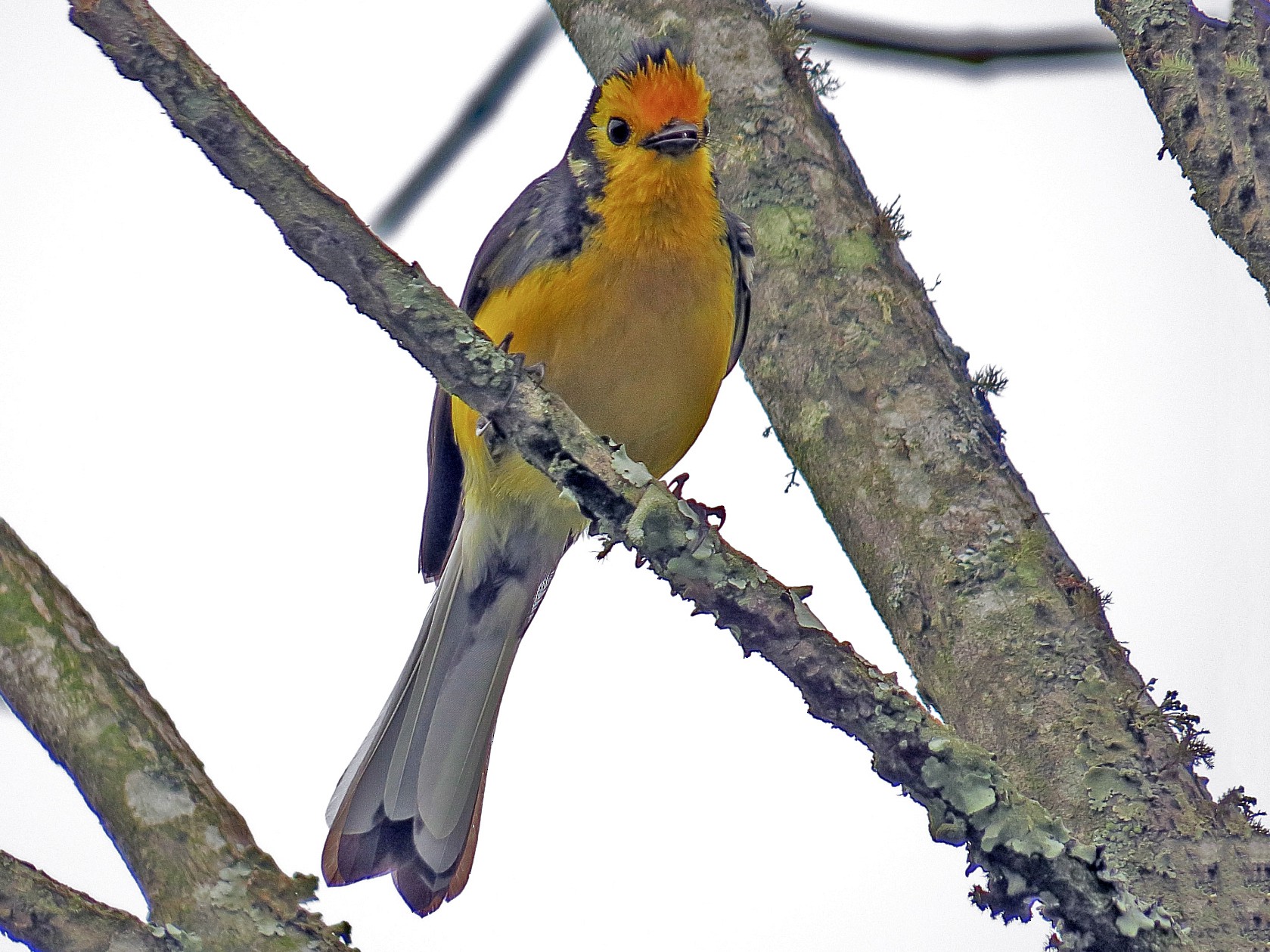 Golden-fronted Redstart - eBird