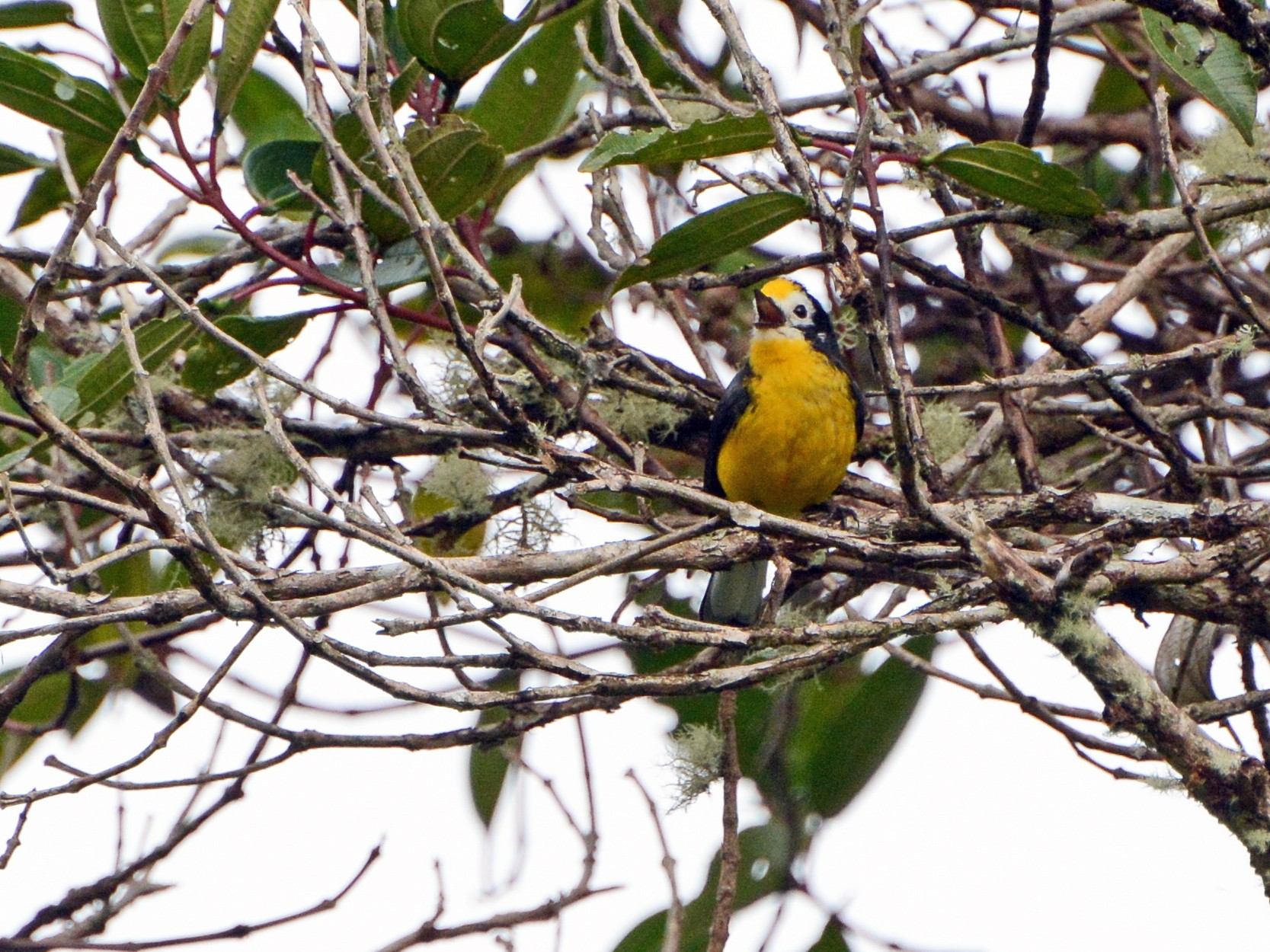 Golden-fronted Redstart - eBird