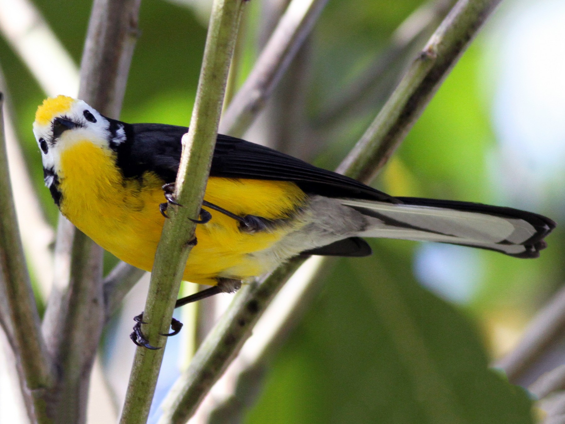 Golden-fronted Redstart - eBird