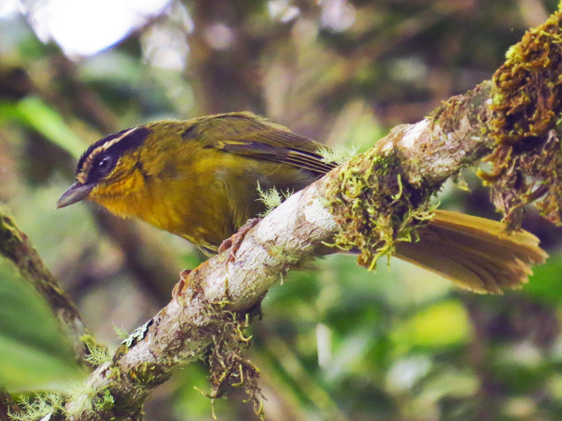 Black-capped Hemispingus - eBird