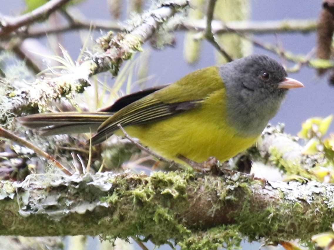 Gray-hooded Bush Tanager - eBird