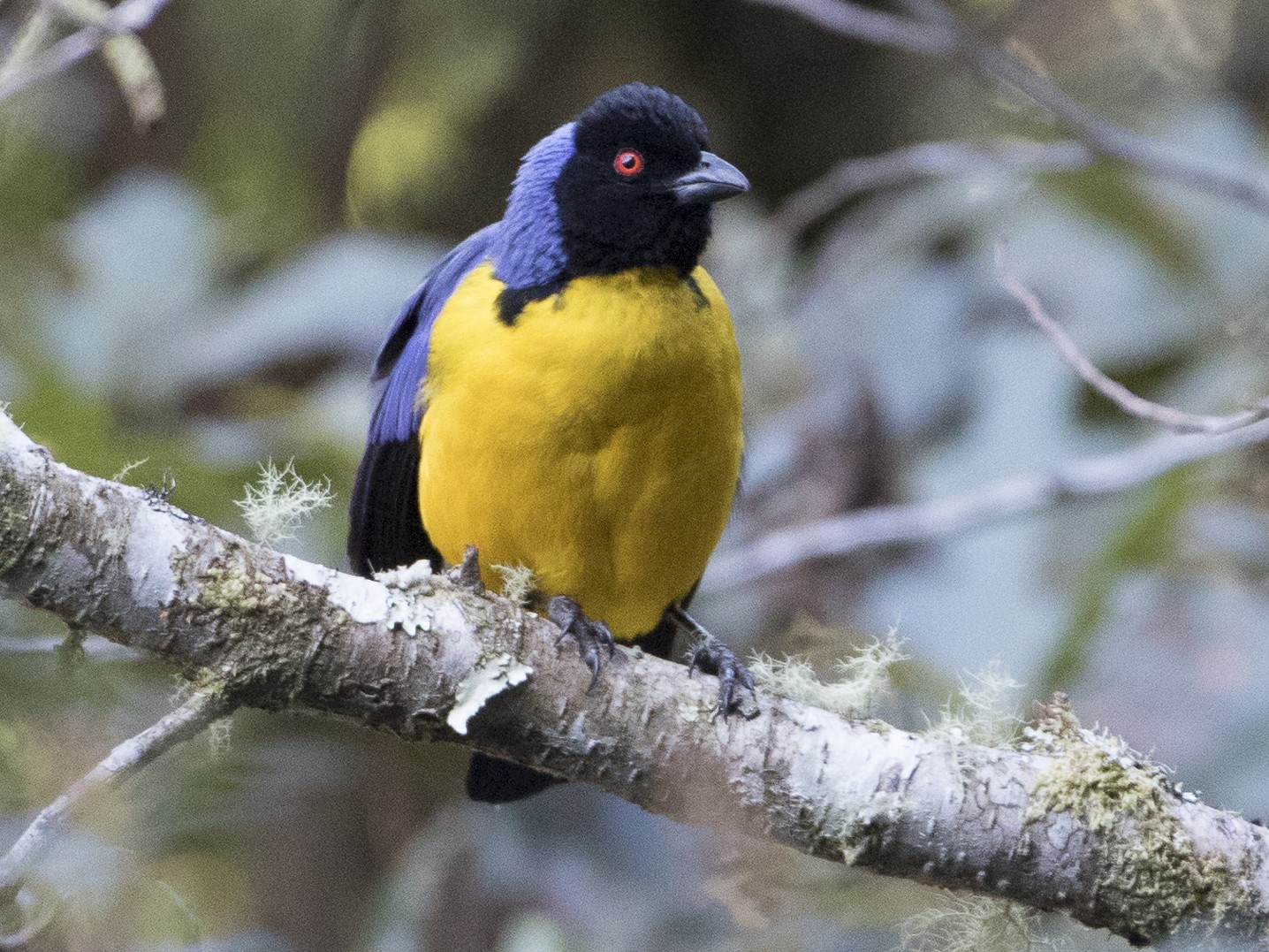 Hooded Mountain Tanager - eBird